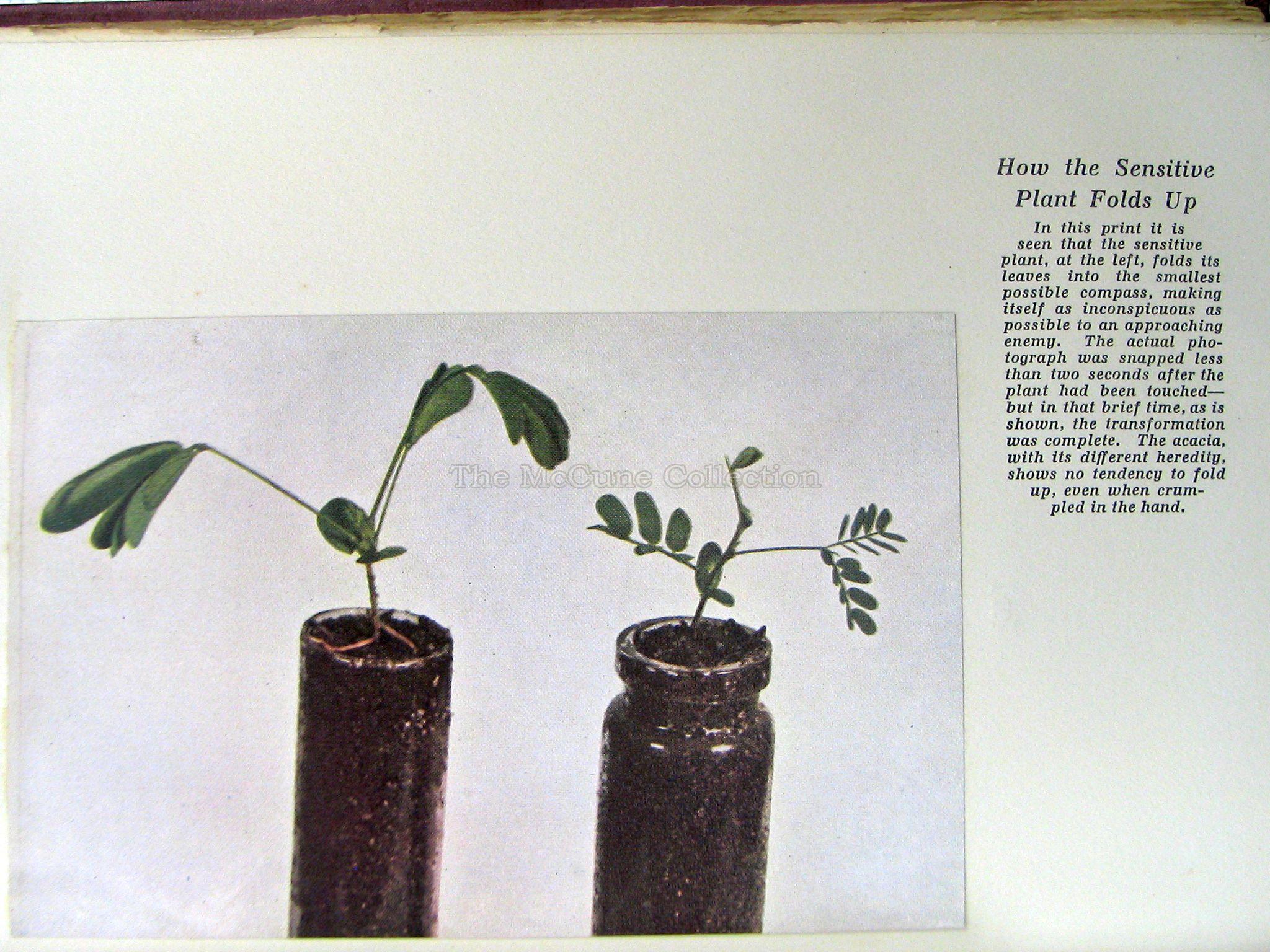 Luther Burbank. His Methods and Discoveries. Vol. I. • The McCune ...